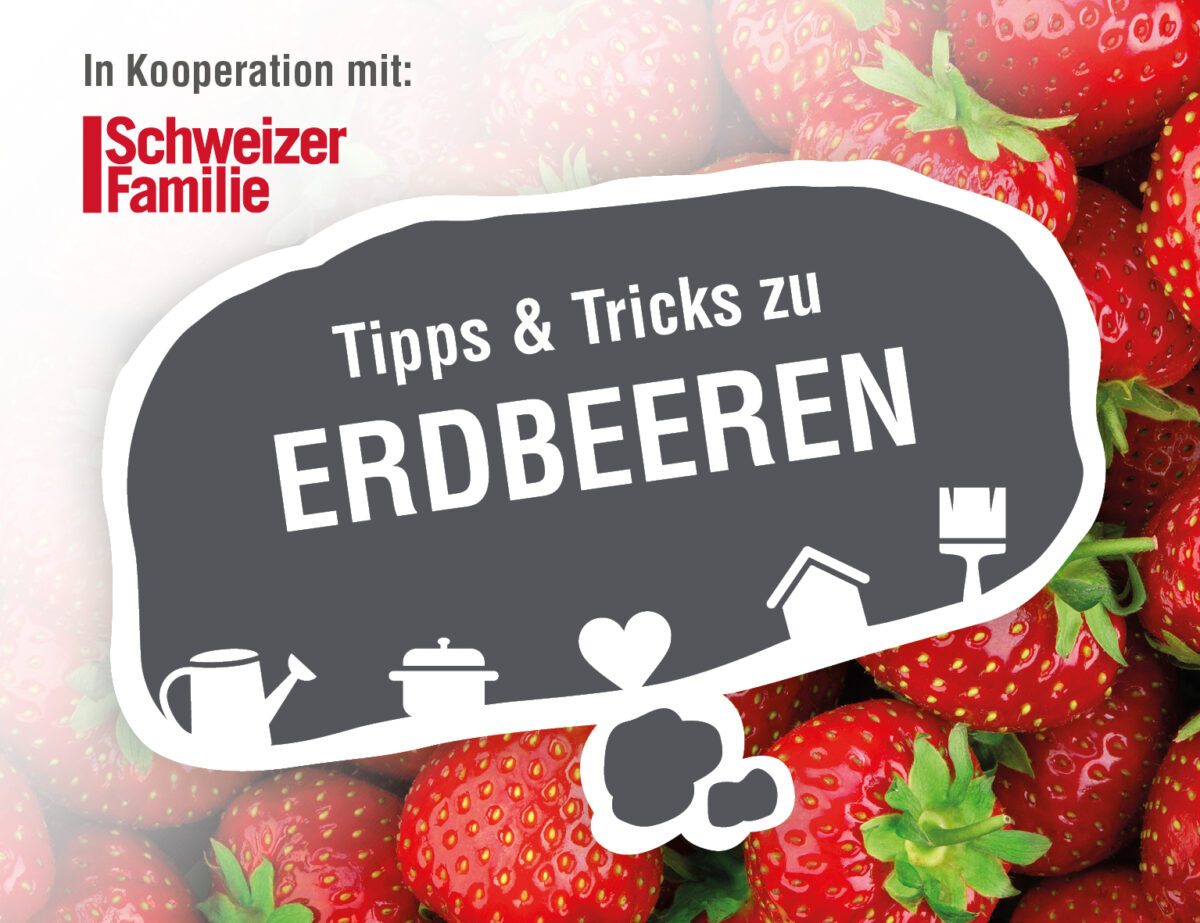 Die «Königin des Gartens» – die Erdbeere hat Saison – Landfrauen SBLV